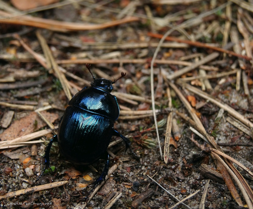 Chwile zaChwycone: Sanitariusz Wielki - mały żuk leśny