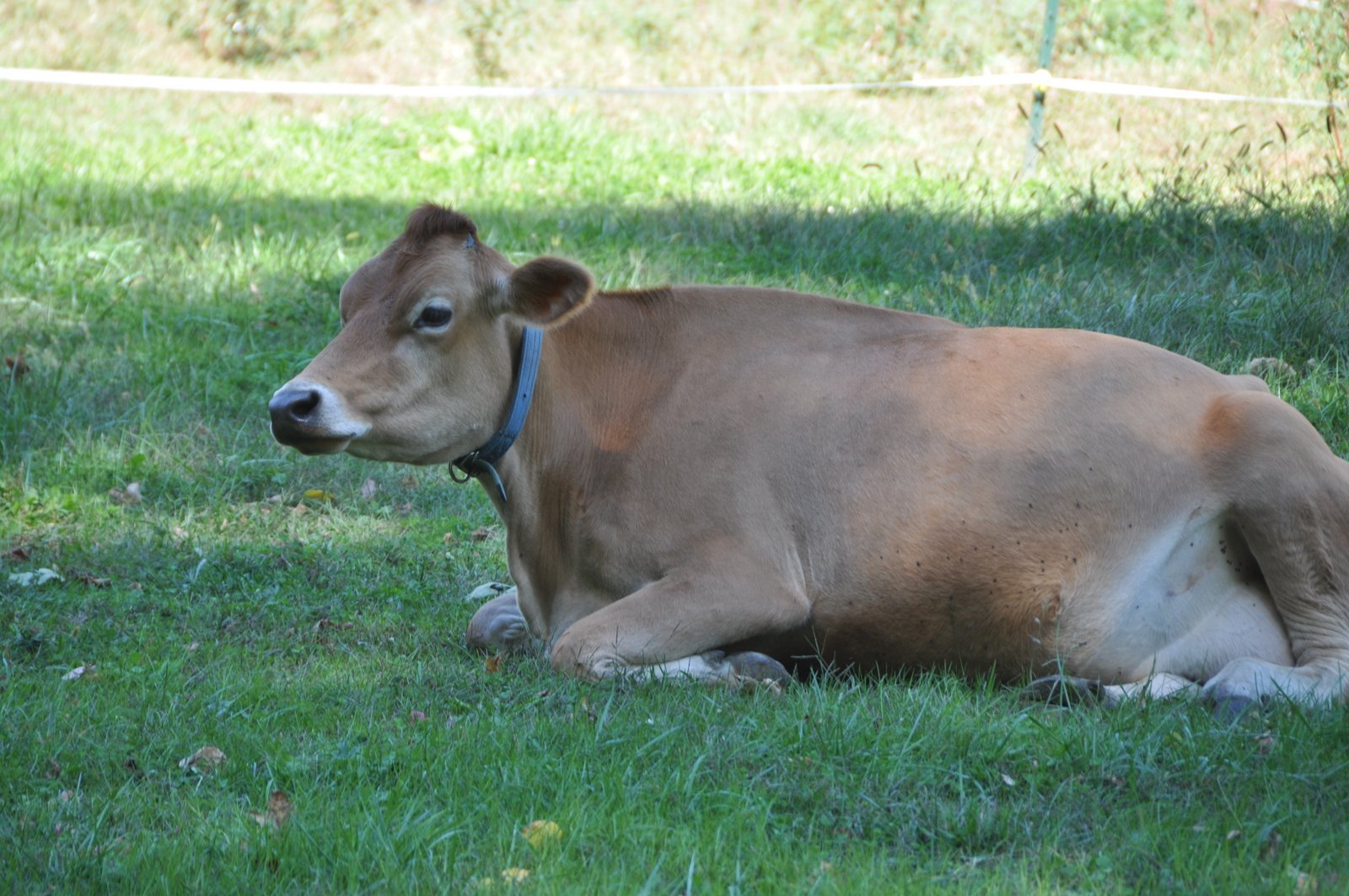 Vicki Lane Mysteries: That's No Bull