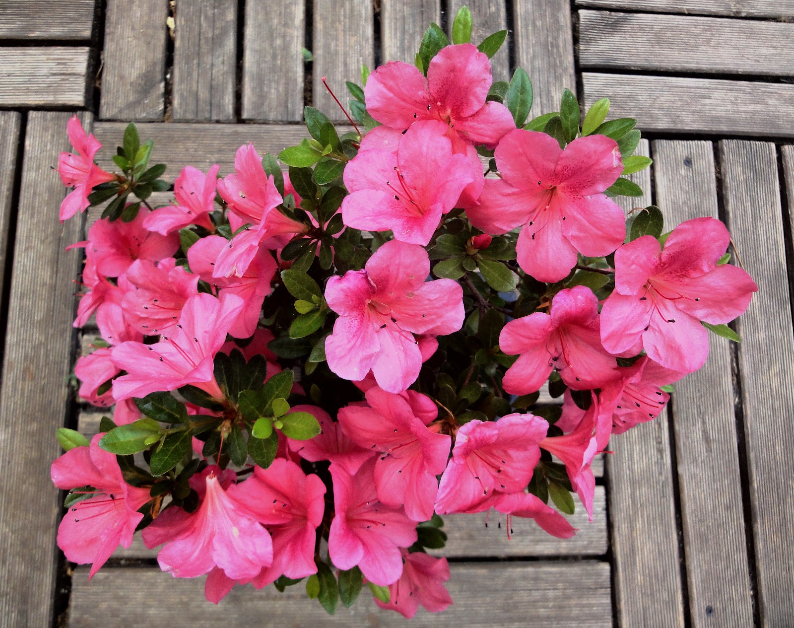 El Sello Verde: Azaleas