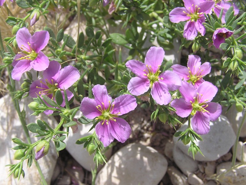 Avoide Use of Antibiotics: fagonia for cancer