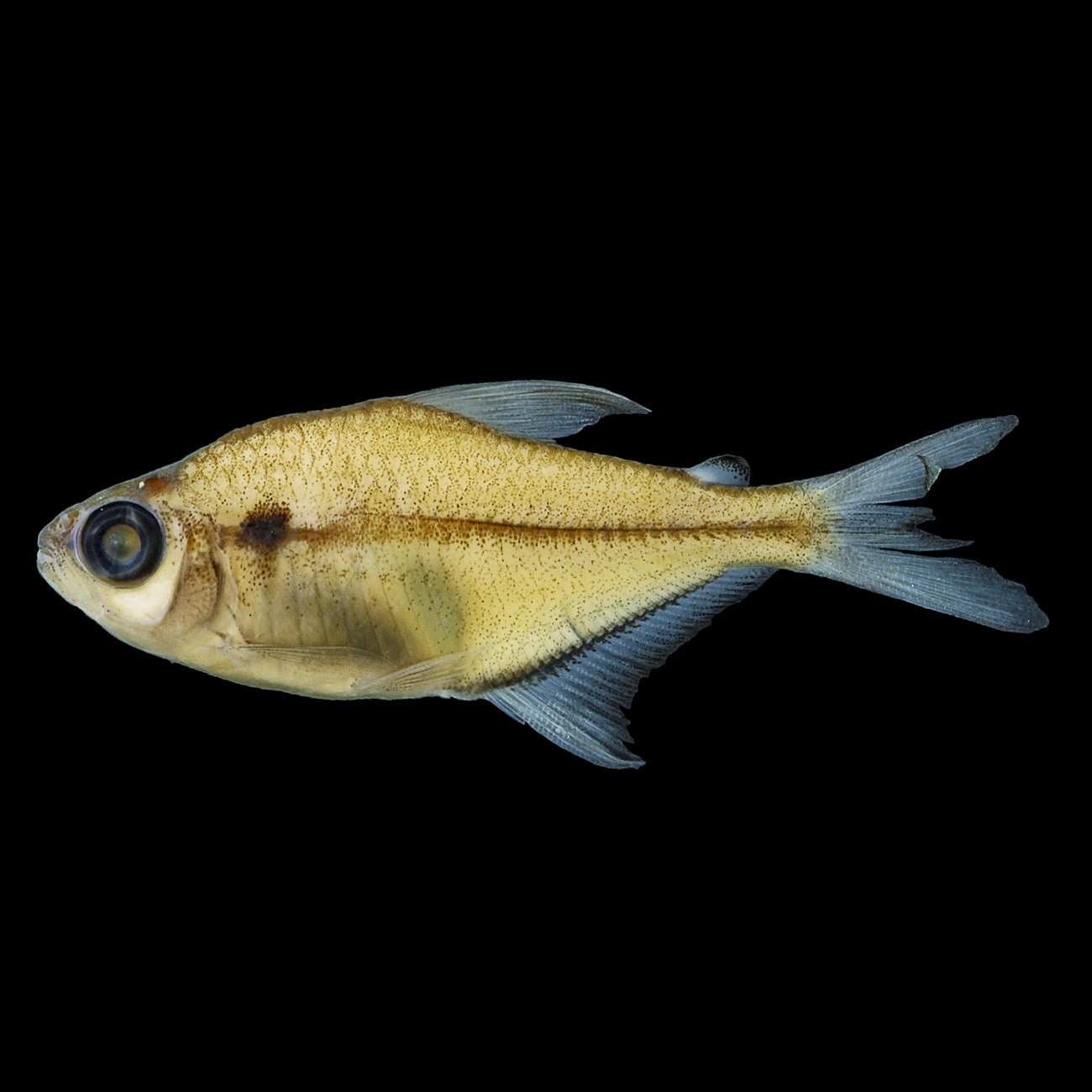 Species New to Science: [Ichthyology • 2016] Moenkhausia conspicua • A ...