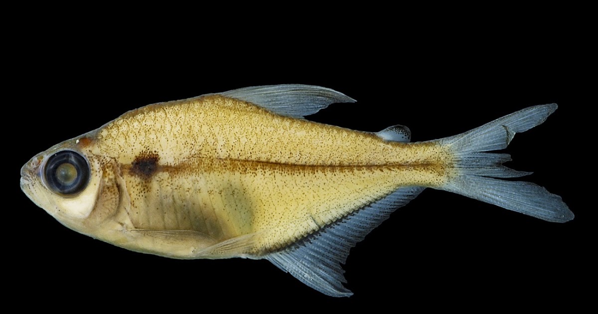 Species New to Science: [Ichthyology • 2016] Moenkhausia conspicua • A ...