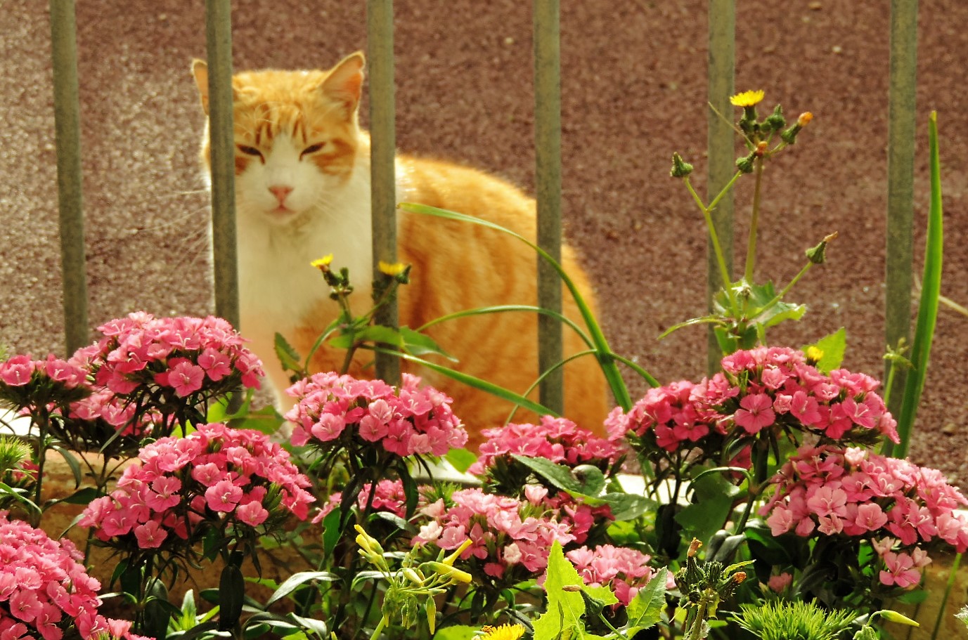 Dun Giljan's Blog: Malta's flora and fauna