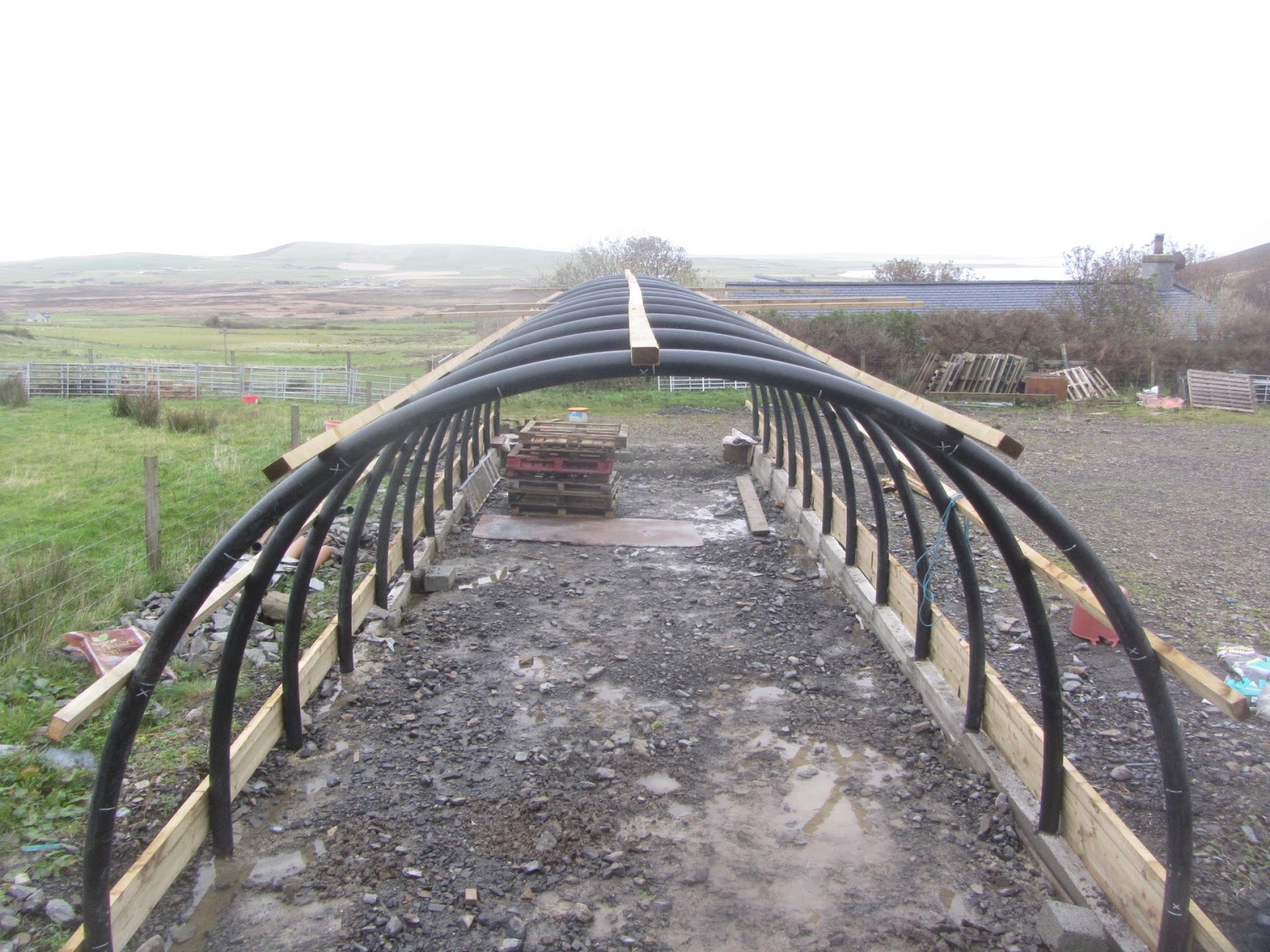 Us in Orkney: Polycrub Part3 : purlin'd