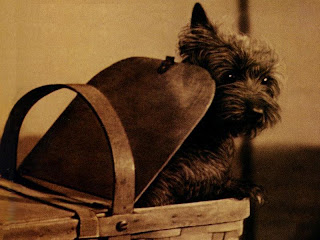 Famous Dogs: Famous Cairn Terriers - Toto From "Wizard of Oz"