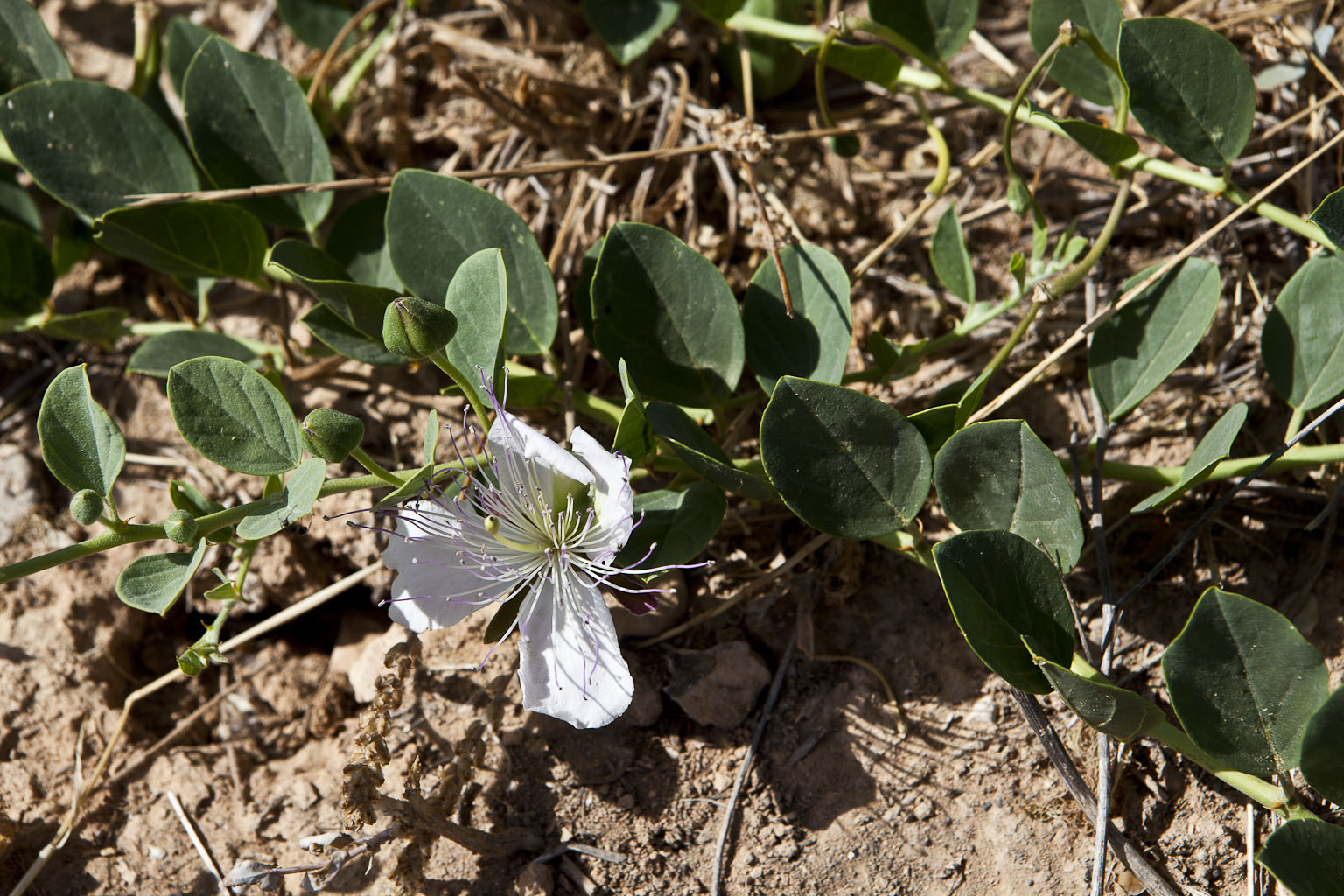 Gastronomía popular jumillana: Tápenas, tapenones y tallos