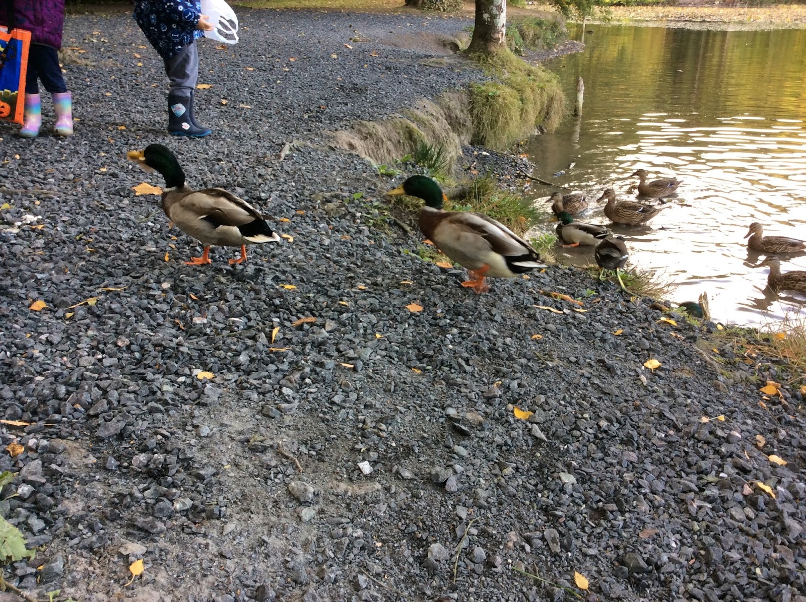 Autumn Nature Walk in Donadea Forest Park