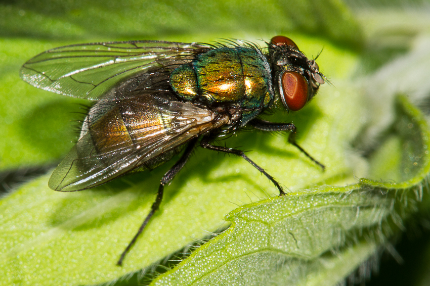 The Ohio Nature Blog: Common Green Bottle Fly