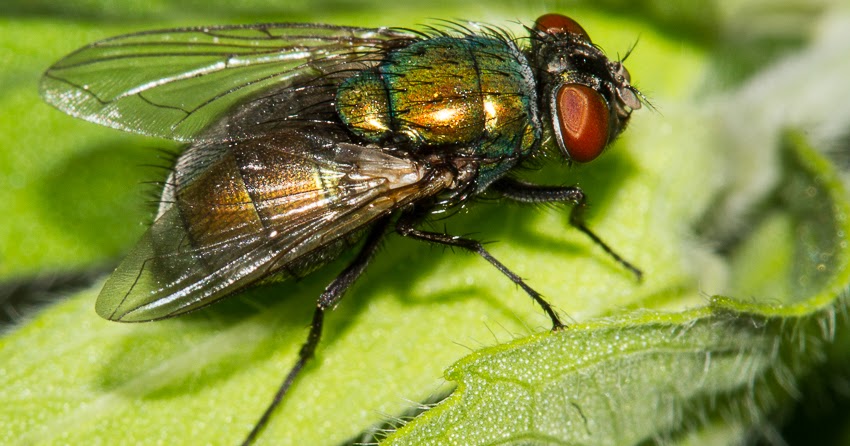 The Ohio Nature Blog: Common Green Bottle Fly