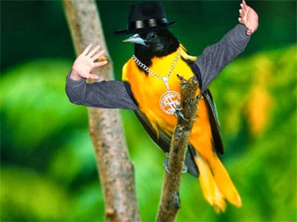 FuNtastiC: Funny Photoshopped birds ;0 (Part-1)