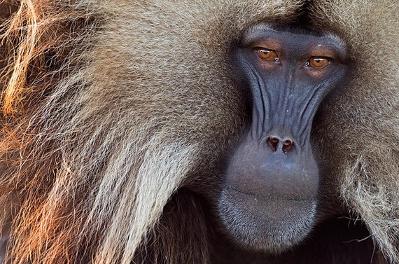 Cool & Krazzy: World’s Most Fascinating Primates