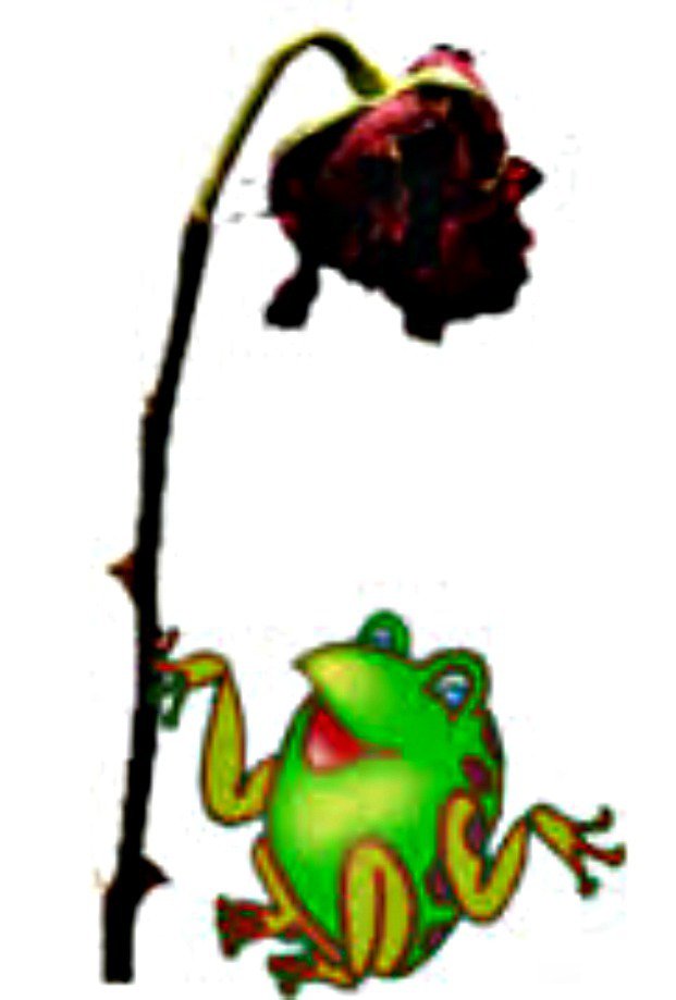 AVÍO DEL ALMA... ...el BLOG del P. FELI: EL SAPO Y LA ROSA