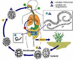 Seres vivos invisiveis: ciclo da lombriga