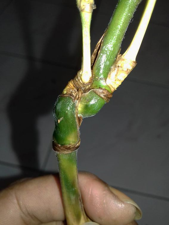 Galeri Bambu Unik Nusantara: Bambu unik dan langka ruas lilit (Unique ...