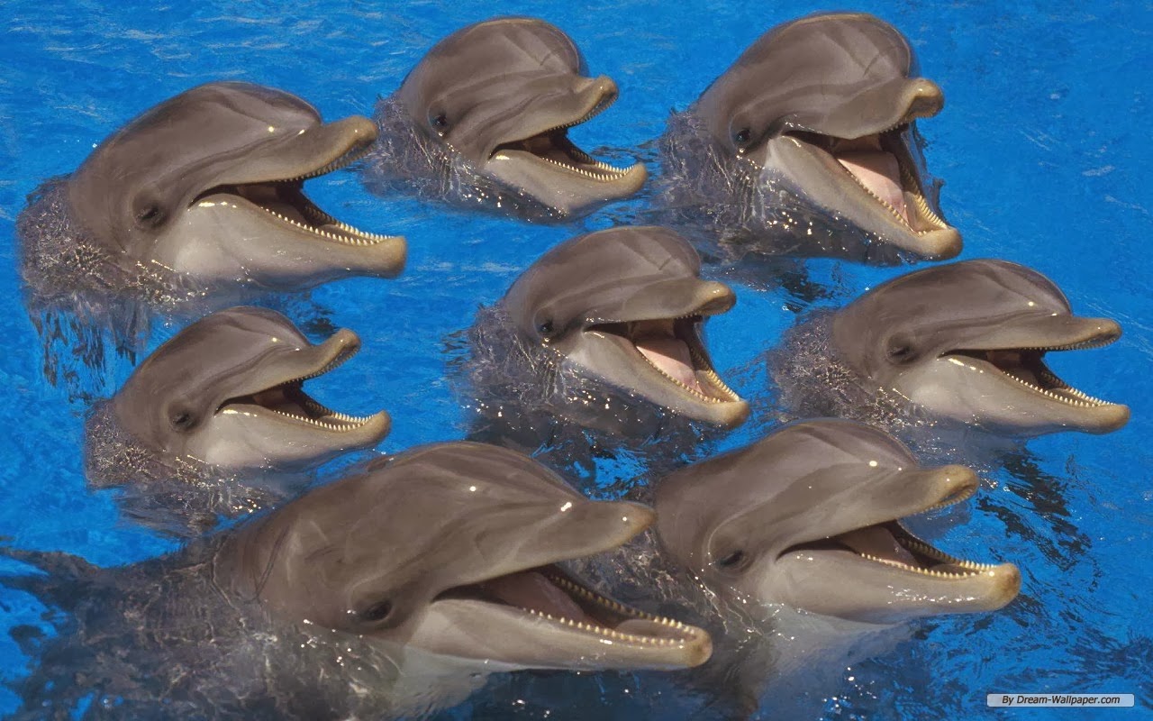 Ocean Life HD Funny Wallpapers ~ Funny Wallpapers