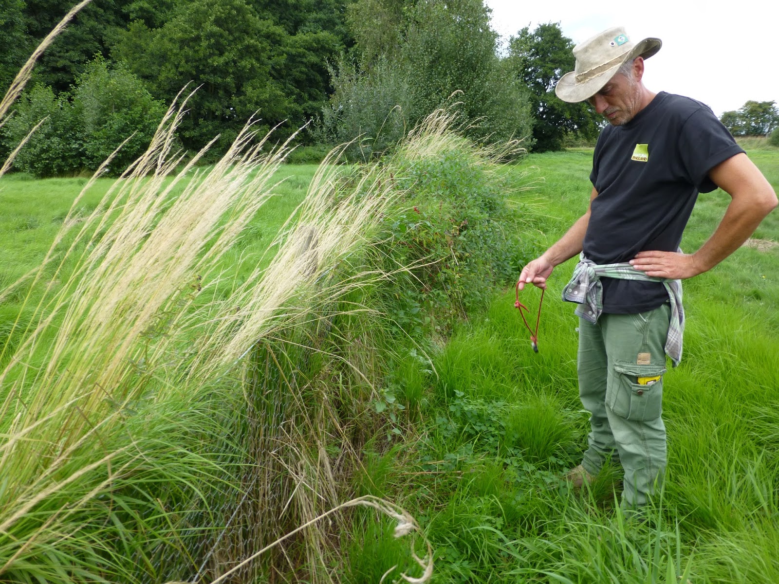 The Rainforest Fund Project: Calamagrostis canescens - Purple Small-reed