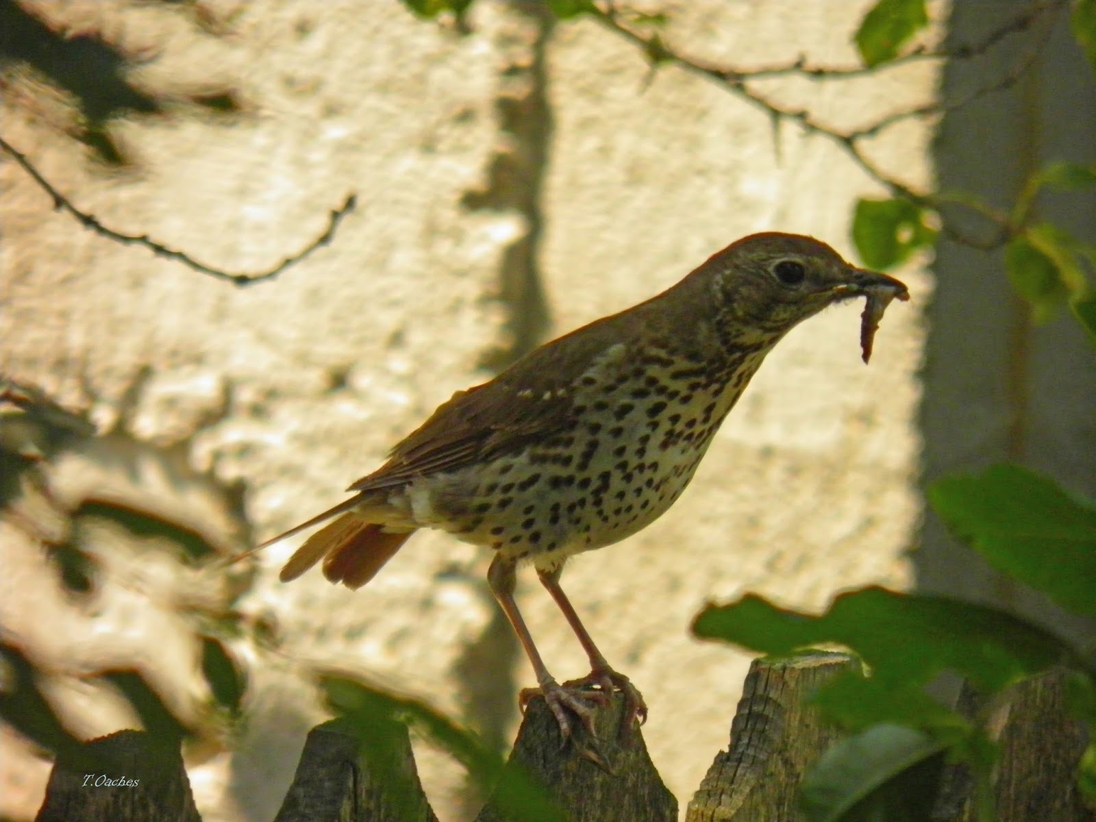 PASARI DIN ROMANIA: STURZ CANTATOR, Turdus philomelos