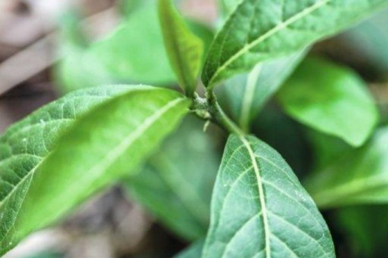 Plantas Curativas y Medicinales: Hierba Santa, Planta Medicinal que ...