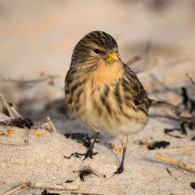 TrogTrogBlog: Bird of the week - Twite