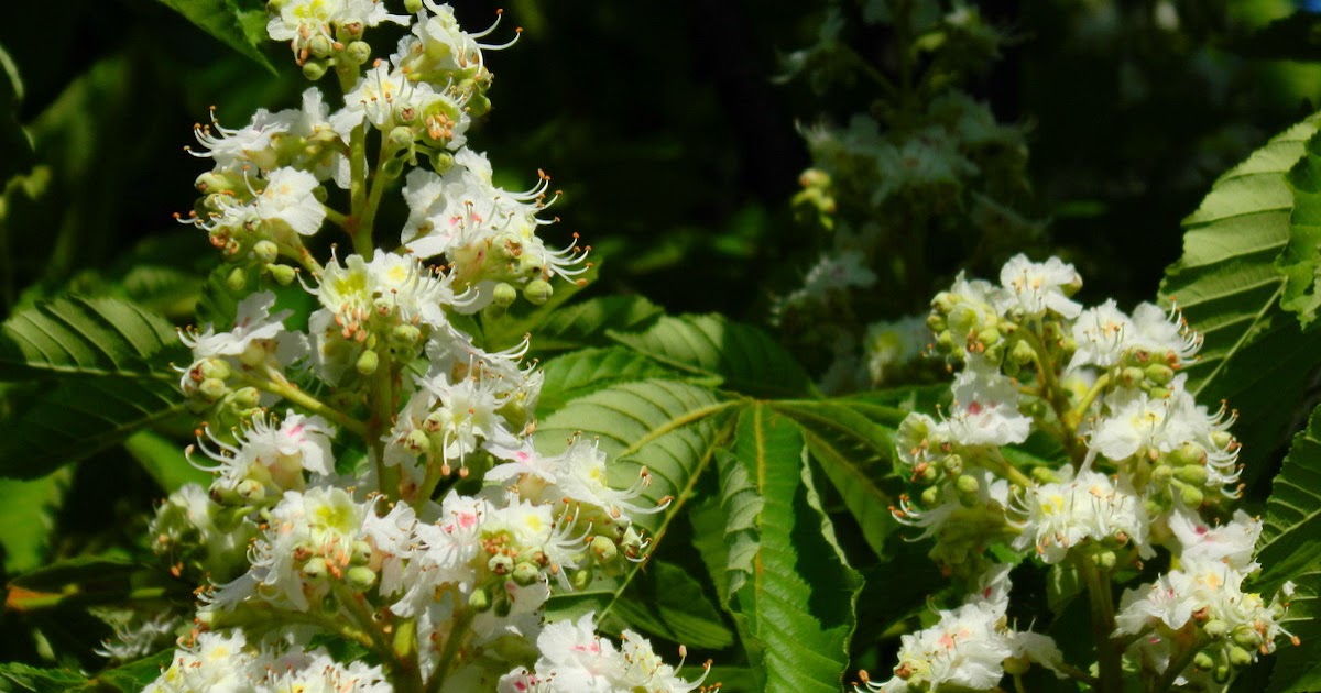 LA MULTI ANI, ROMANIA!: Flori de castan