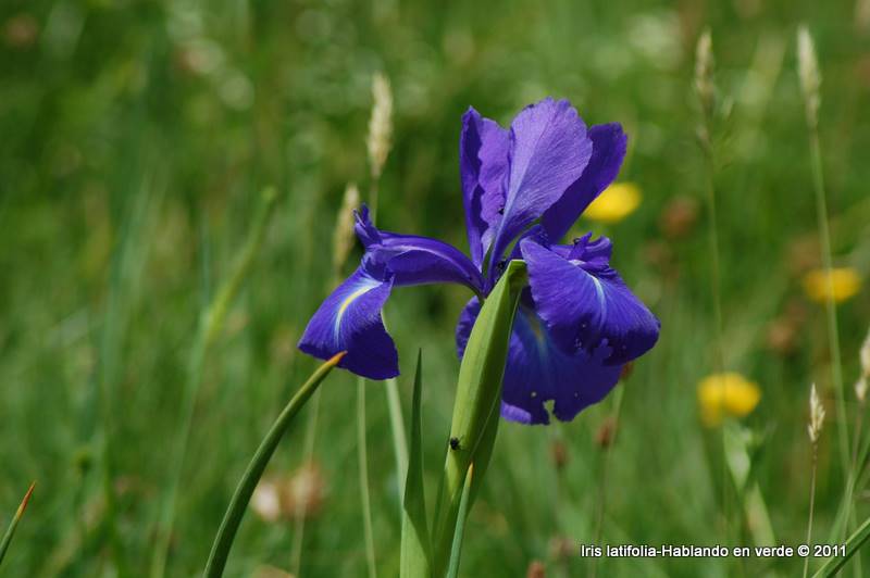 Hablando en verde: Lirio azul (Iris latifolia)