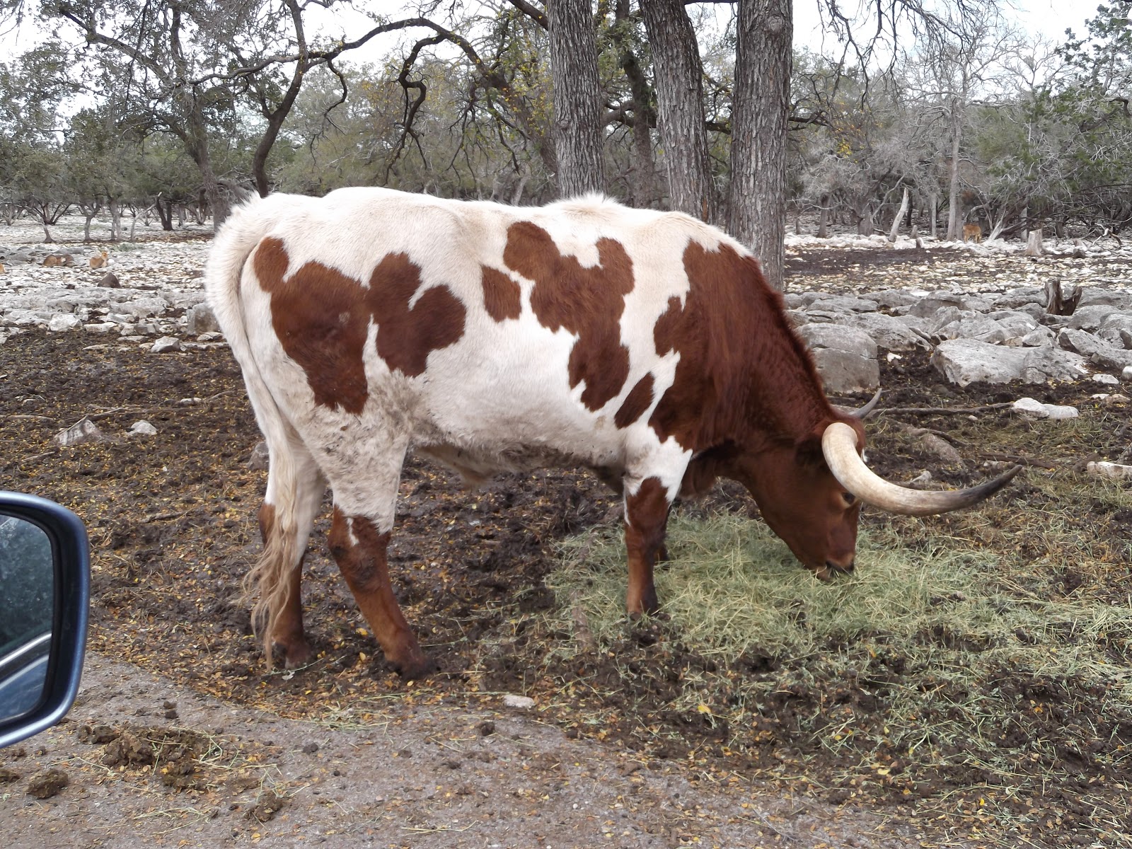 The Natural World: Animal Spotlight: Aurochs