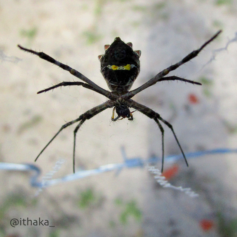 Insects Of The Atlantic Forest (Mata Atlântica) Photographed By: Ithaka ...