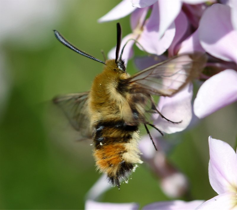 Murfs Wildlife : Narrow-bordered Bee Hawk-moth