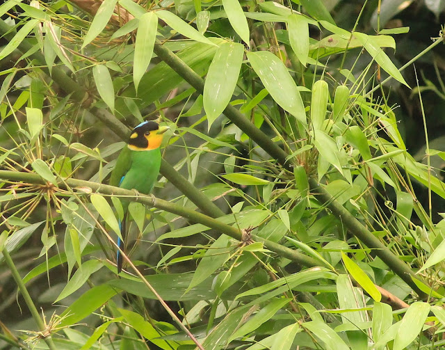 Vietnam Bird News: March 2013
