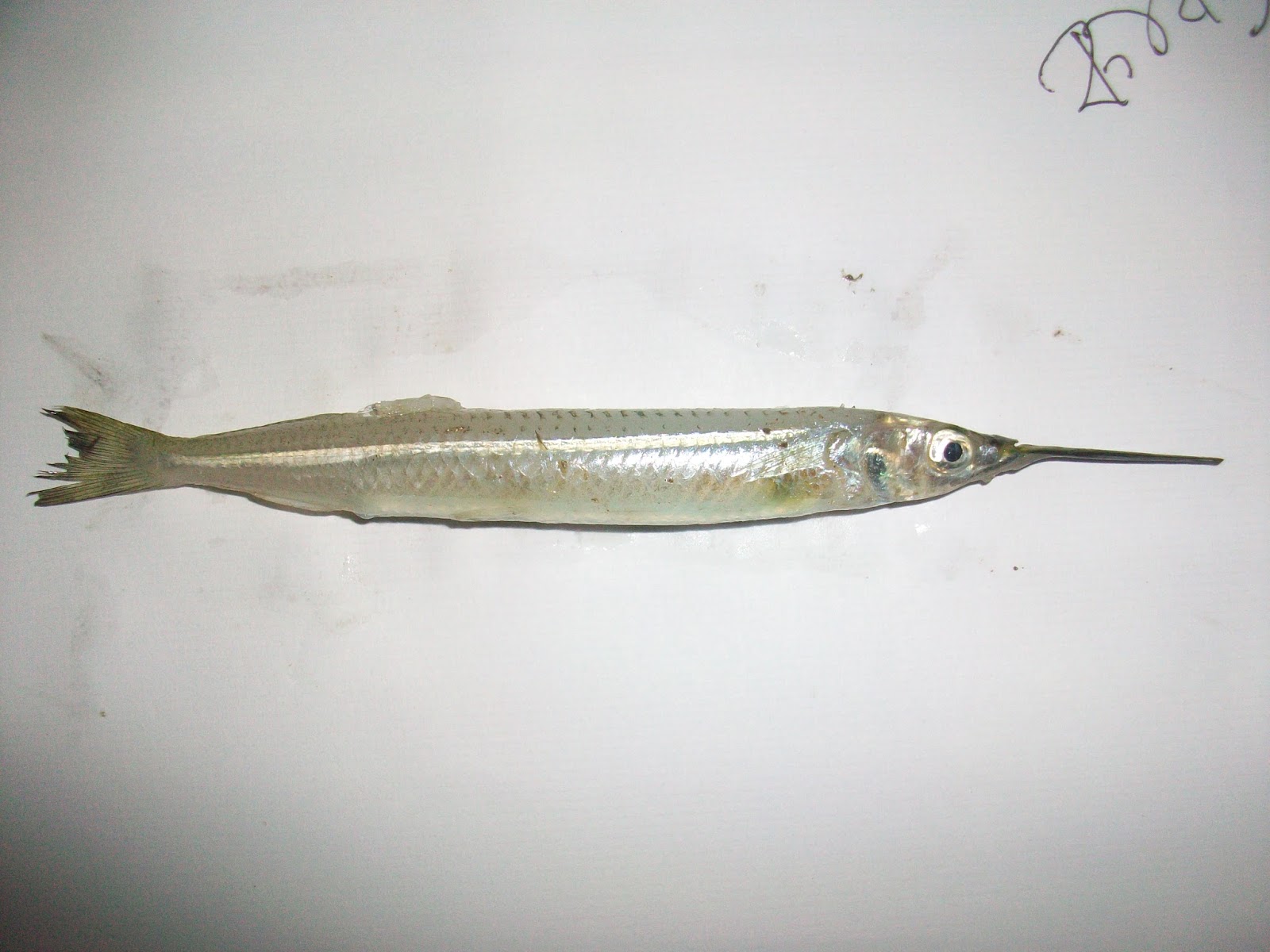 Telapia, Shrimp / Prawn, Pangus and Koi culture Technique