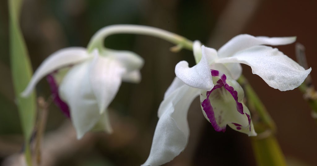 Dendrobium rhodostictum care and culture | Travaldo's blog