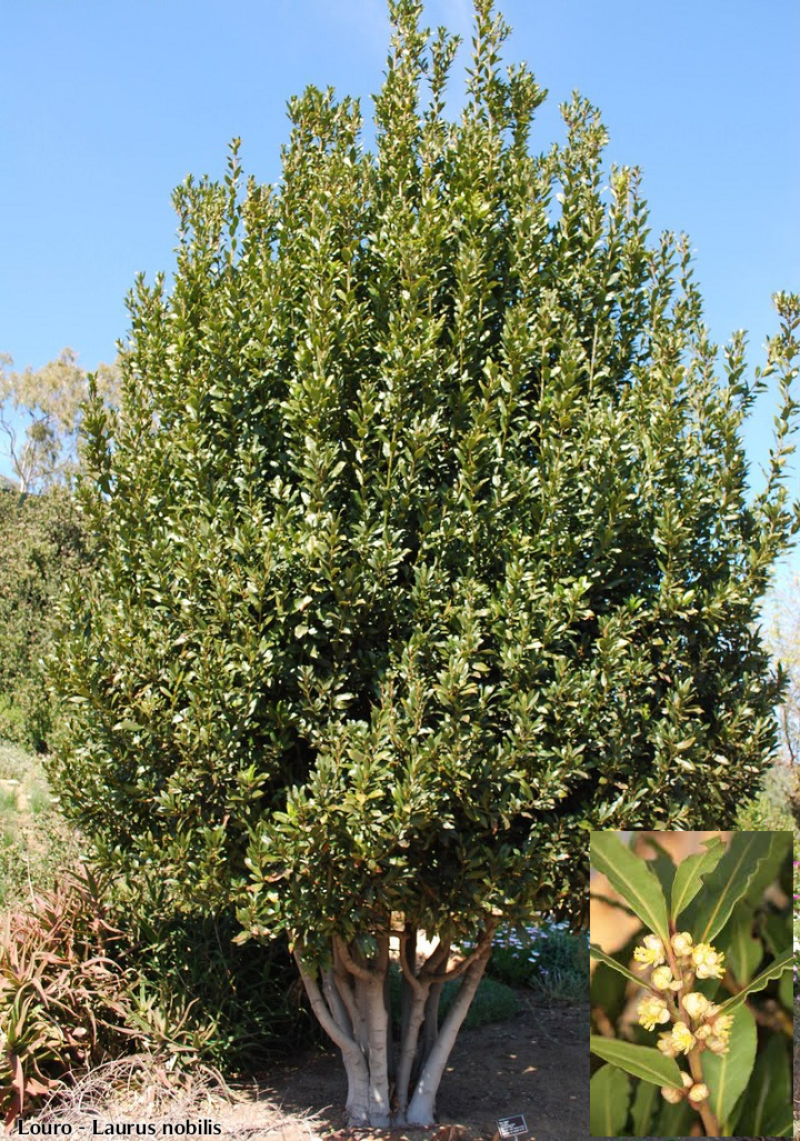 Louro (Laurus nobilis)