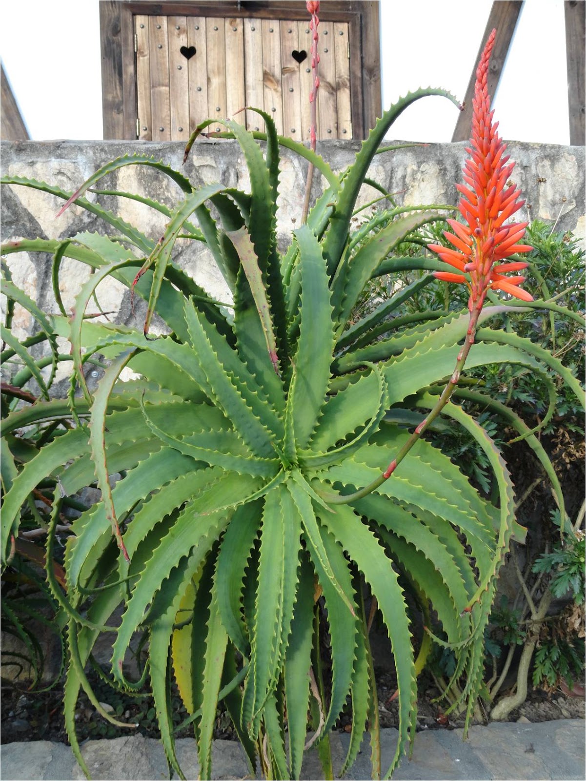 La Doctora De Las Plantas: Cómo siembro una sábila. Cuidados del aloe ...