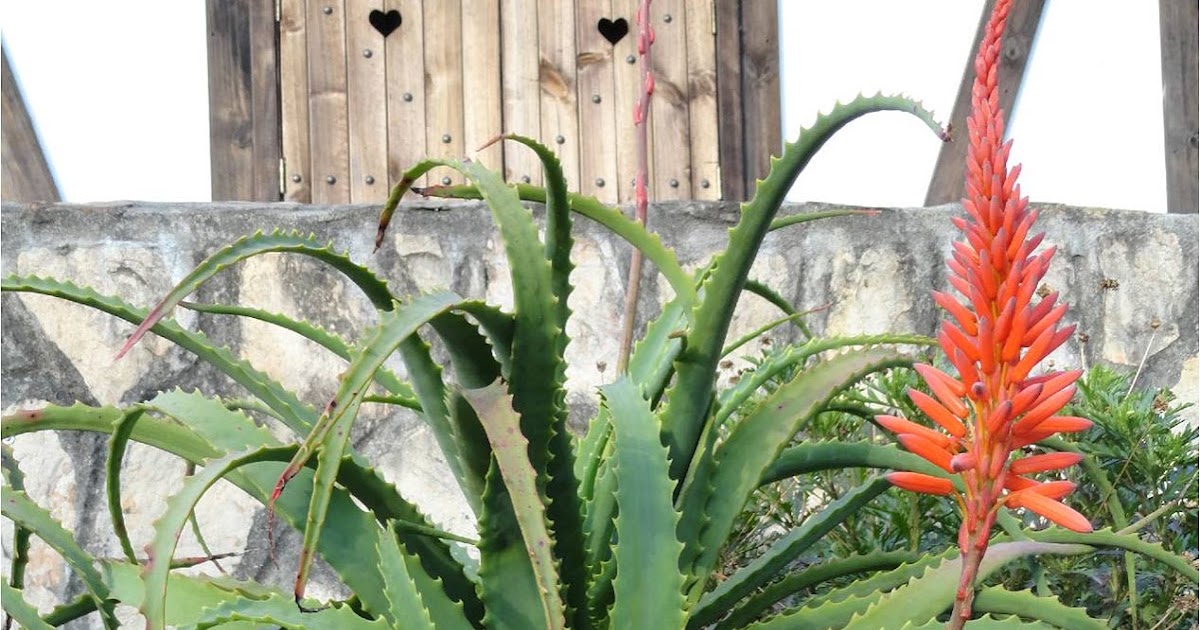 La Doctora De Las Plantas: Cómo siembro una sábila. Cuidados del aloe ...