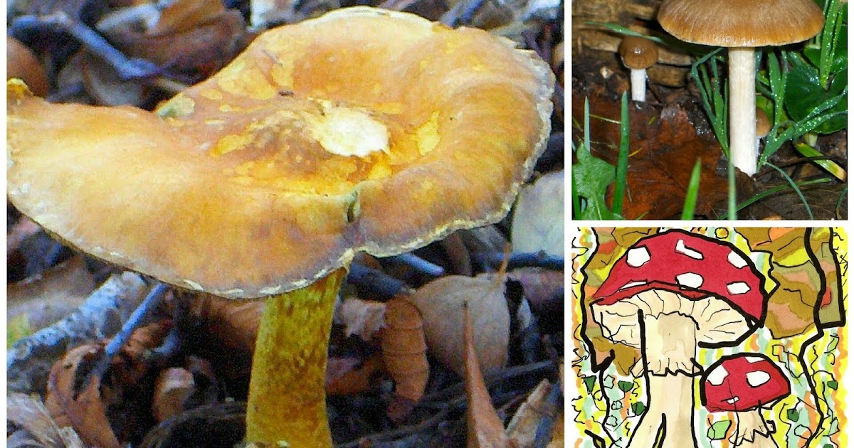 Karen`s Nature Photography: Mushrooms Photo Collage.