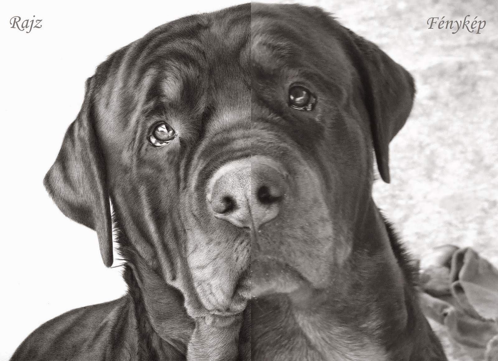 Fotórealista rajzok: Kutya portrék