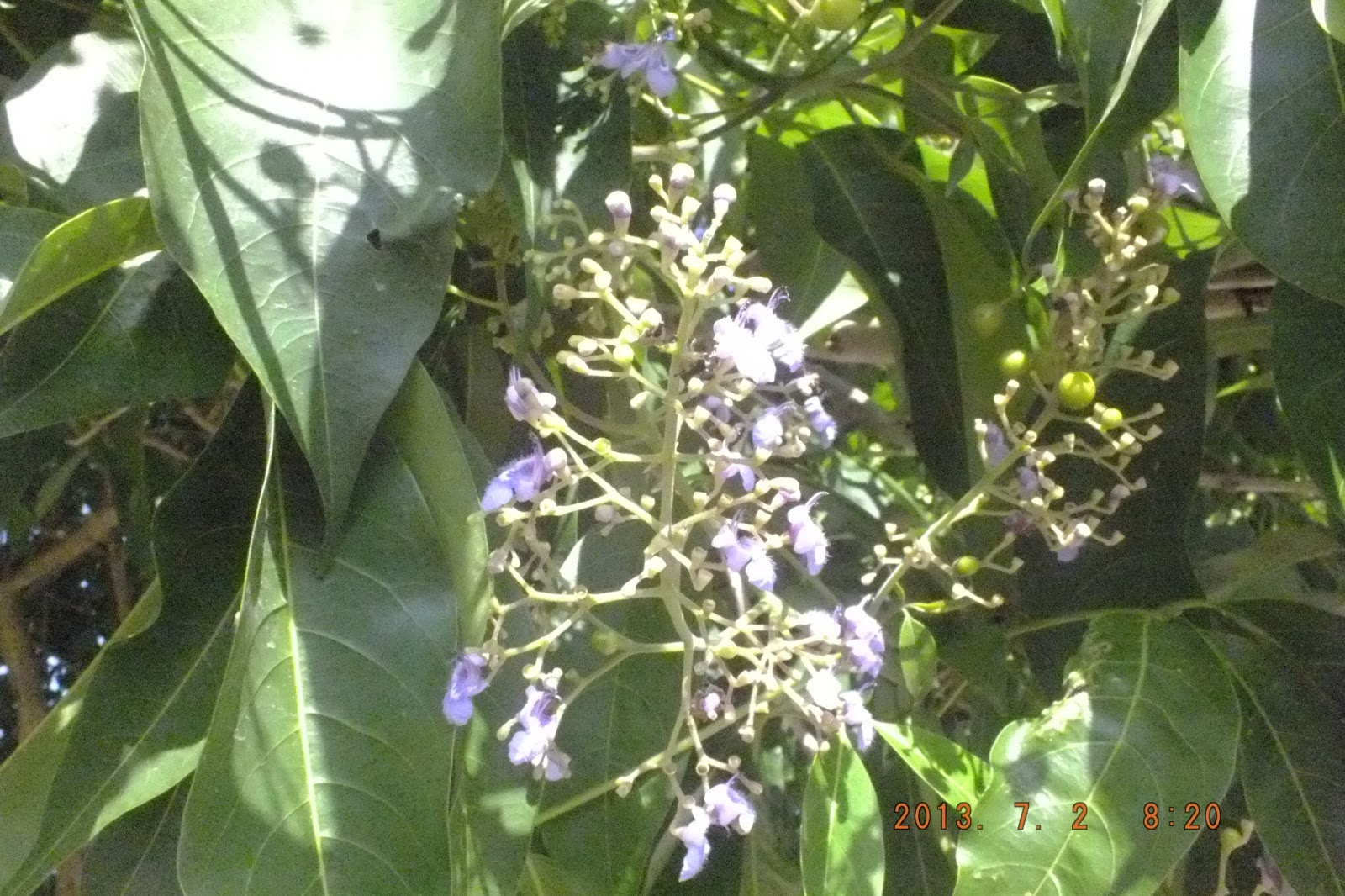 Photography with Dr. Ernie.: Bulaong tree #1 at Clarkfield, Pampanga