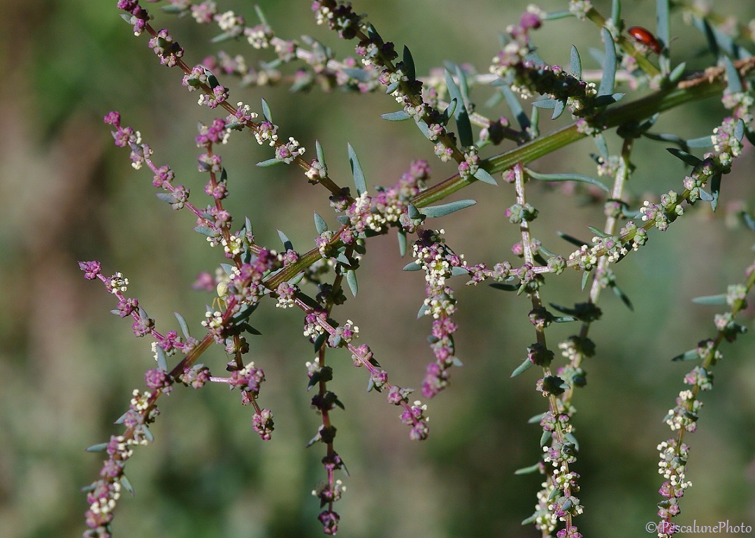 Flore de Camargue: Suaeda vera, Soude ligneuse