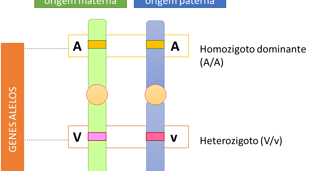 Por dentro do Mundo das Células: Genes alelos