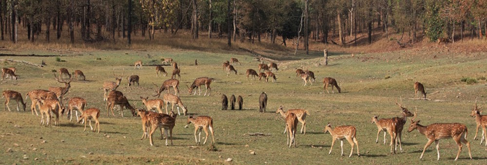Bor Wildlife Sanctuary