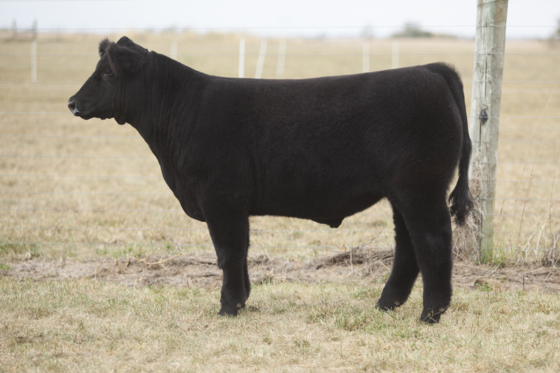 RCC Blog: Rodgers Cattle Co 2012 Sale List