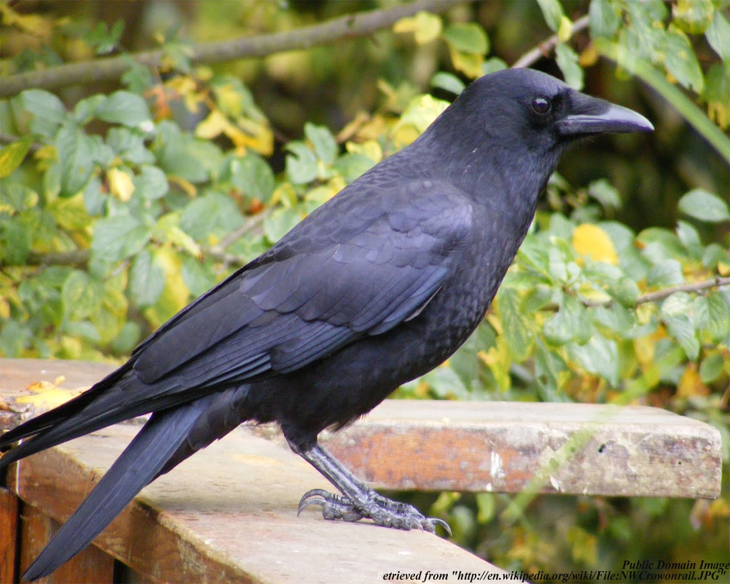 The Writings of Jessi: A Crow Came and Sat at My Window: Writing ...