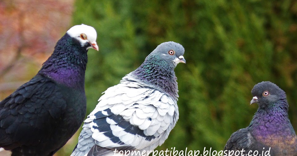 MERPATI BALAP GO BLOG: Jenis-jenis Merpati Balap di Indonesia