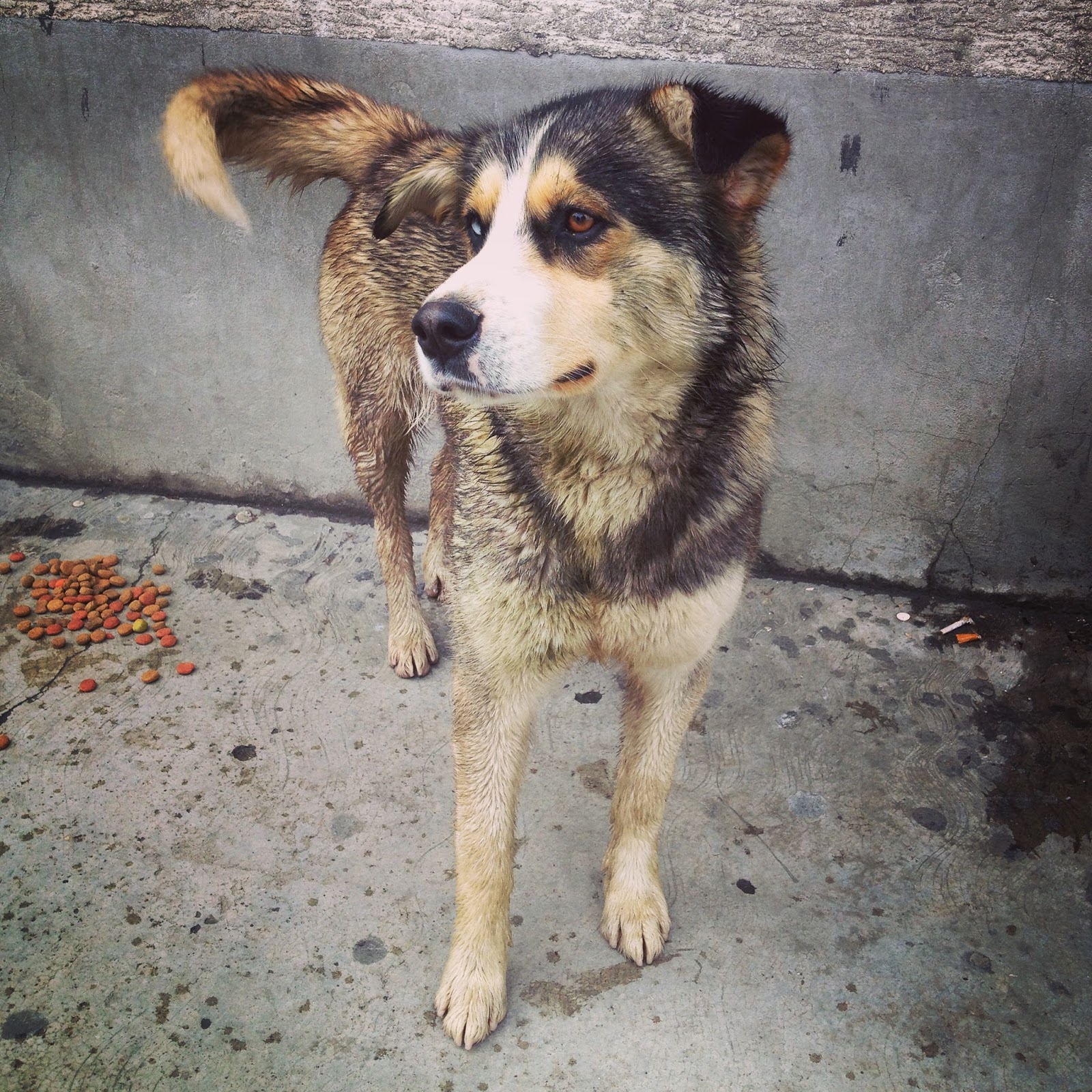 Pound Dogs Toronto Animal Services - dog adoption - animal shelter