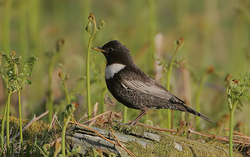 Ring Ouzel