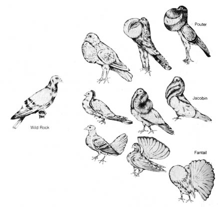 Jesse's Blog: The Origin of Species: a book report