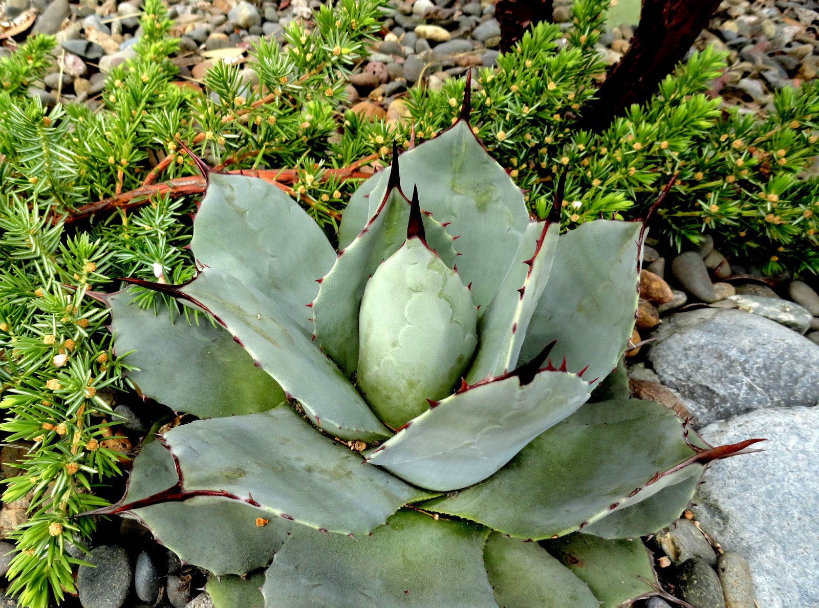 danger garden: Agave parryi 'JC Raulston'...my favorite plant in the ...