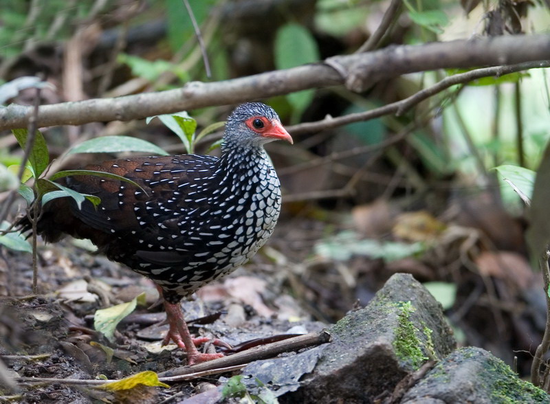 Sri Lankan Endemic Birds: Lanka Haban Kukula - The Ceylon Spurfowl ...