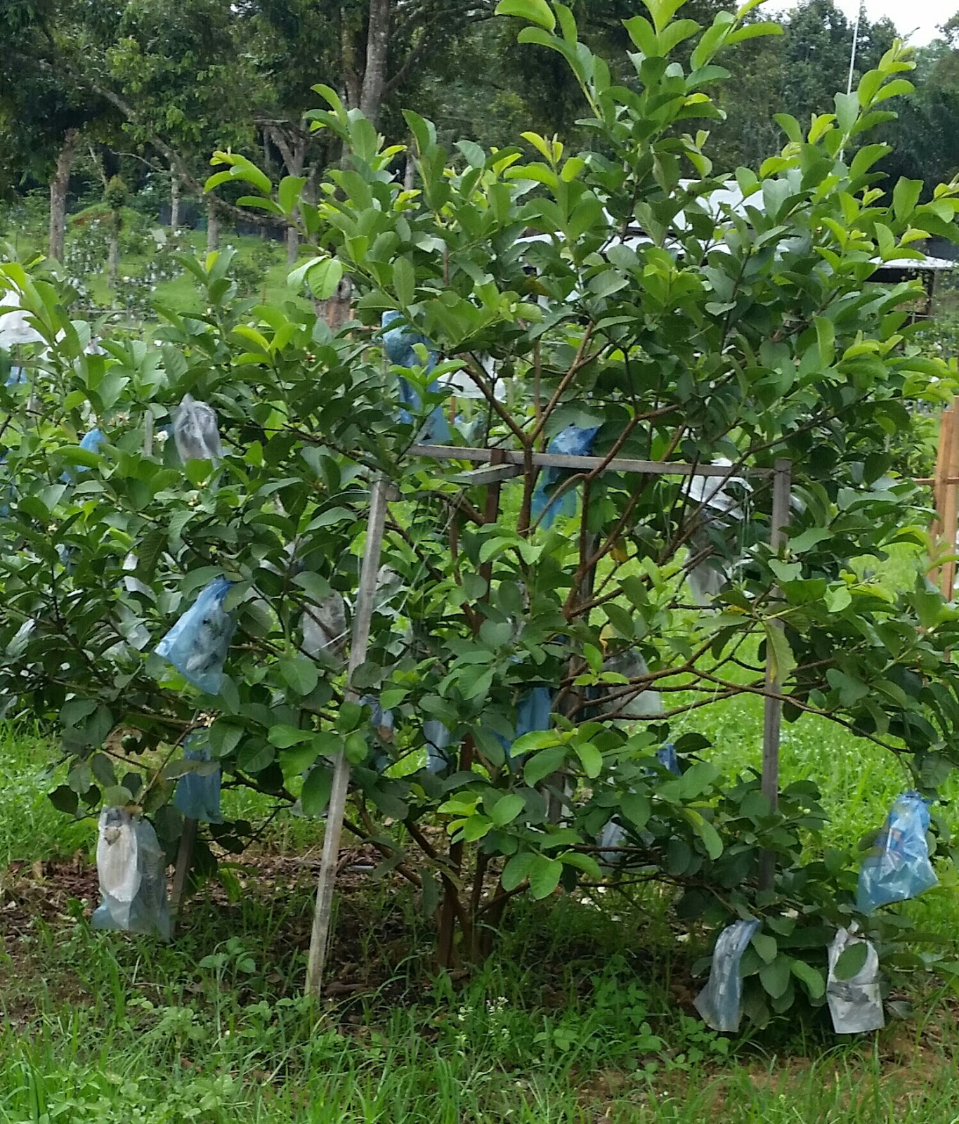 Warisan Petani: Jambu Oh Jambu