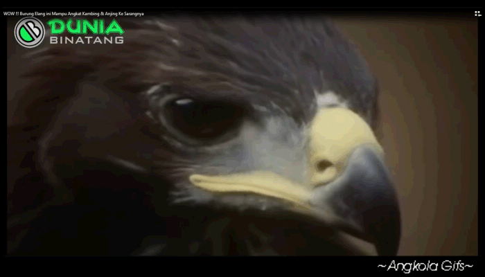 Animasi Elang .- Gif | Puzzle